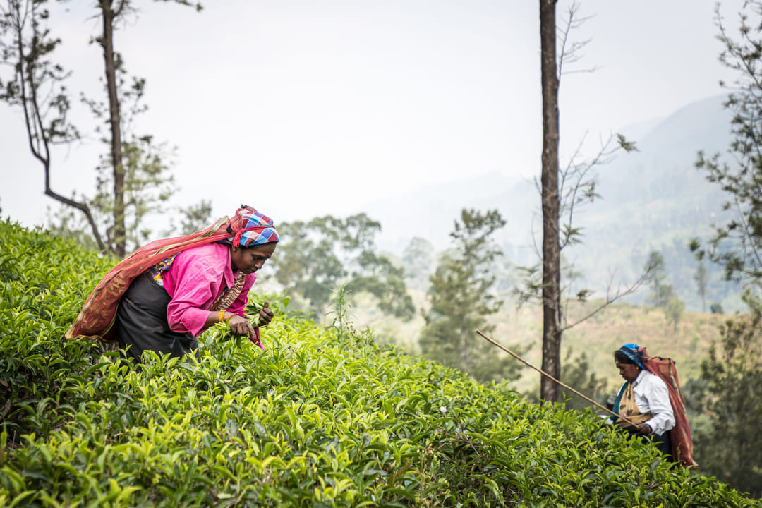 IDH 2024 Annual Report: Better Environment