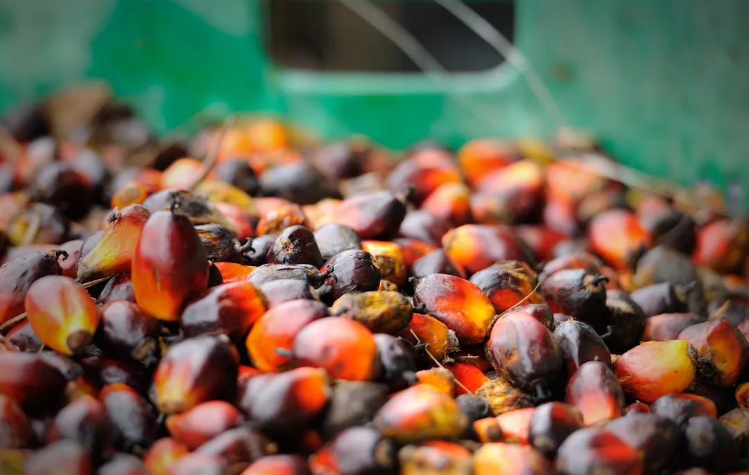 Crude Palm Oil El Niño Is Biggest Wildcard For World's Most Consumed