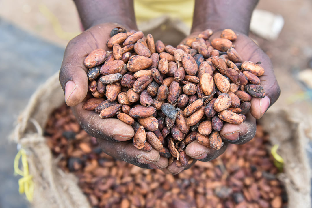 Beyond Chocolate 2022 Annual Report