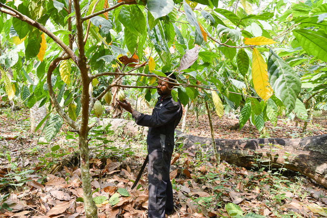 IDH 2024 Annual Report: Better Incomes