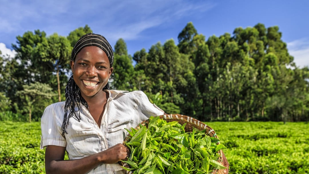 Tea industry tests new living wage model with pilot results
