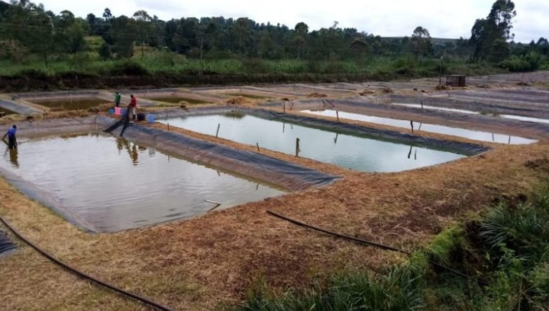 Tilapia farming in Kenya and Tanzania can be profitable!