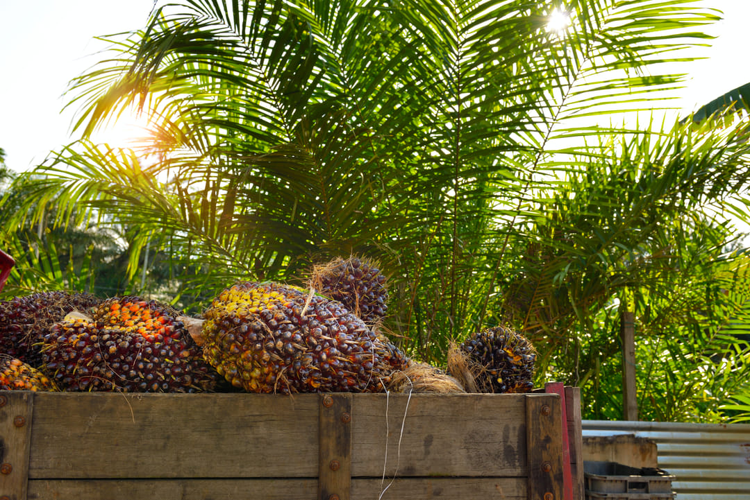 ToR: Analysis of GHG in Sabah, Malaysia